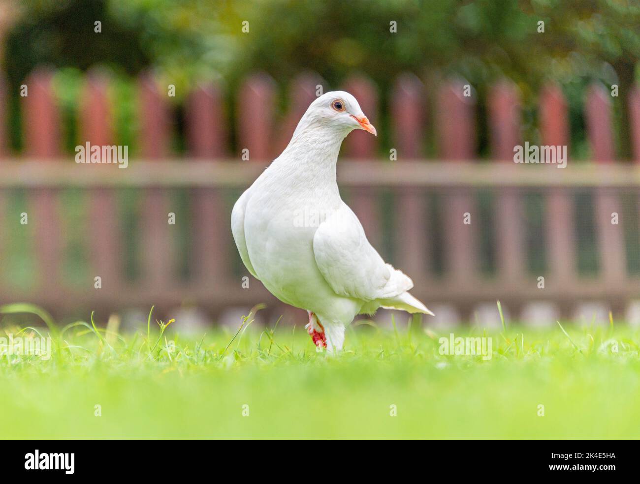 Beautiful white doves on the ground Stock Photo - Alamy