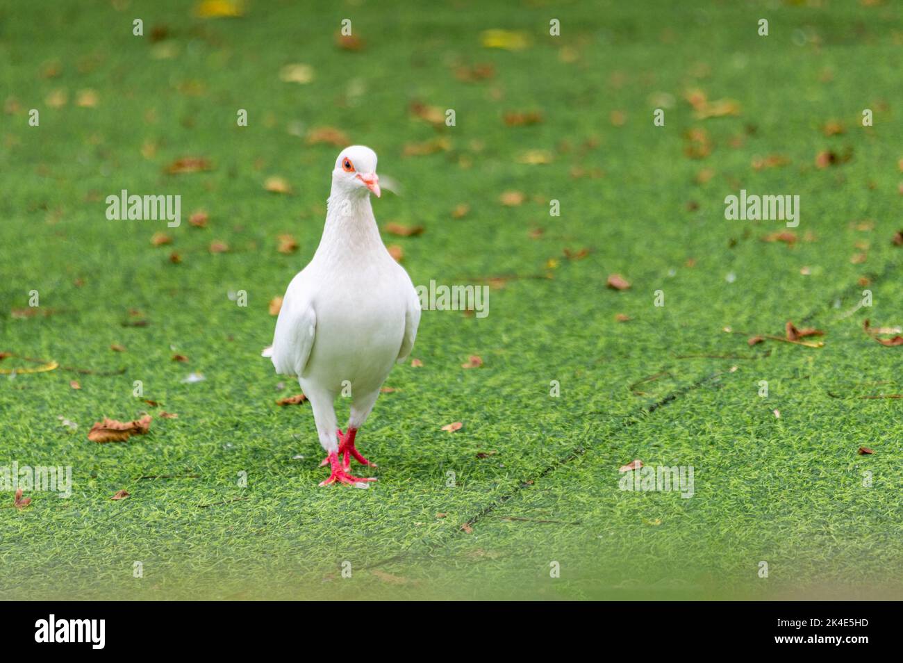 Beautiful white doves on the ground Stock Photo - Alamy