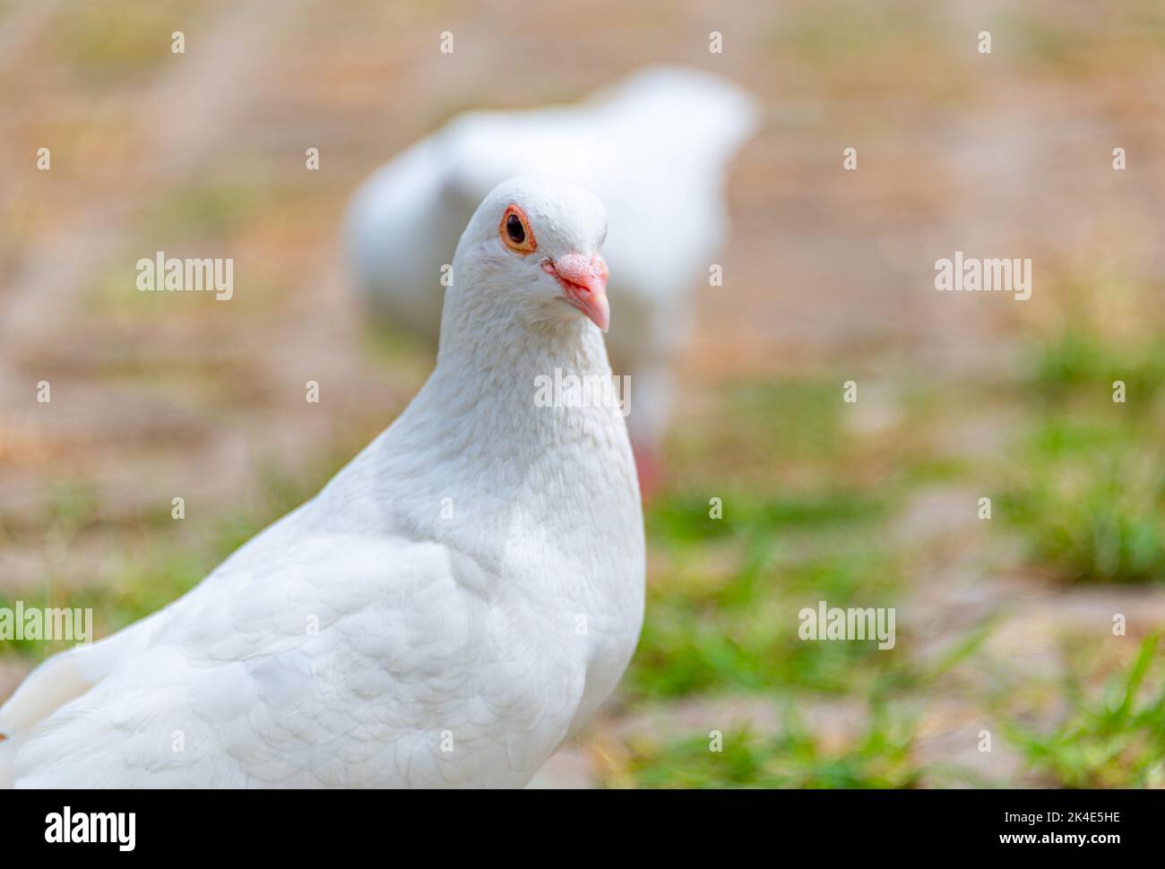 Beautiful white doves on the ground Stock Photo - Alamy
