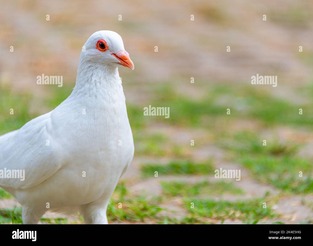 Two doves home hi-res stock photography and images - Alamy