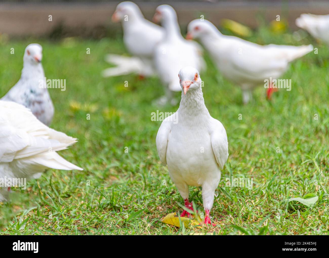 Beautiful white doves on the ground Stock Photo - Alamy