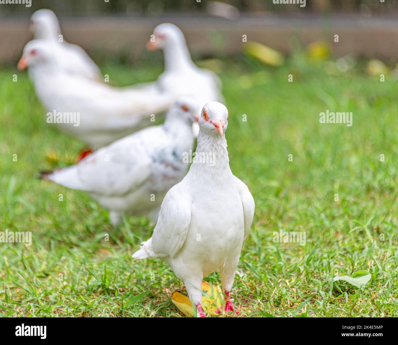 Two doves home hi-res stock photography and images - Alamy