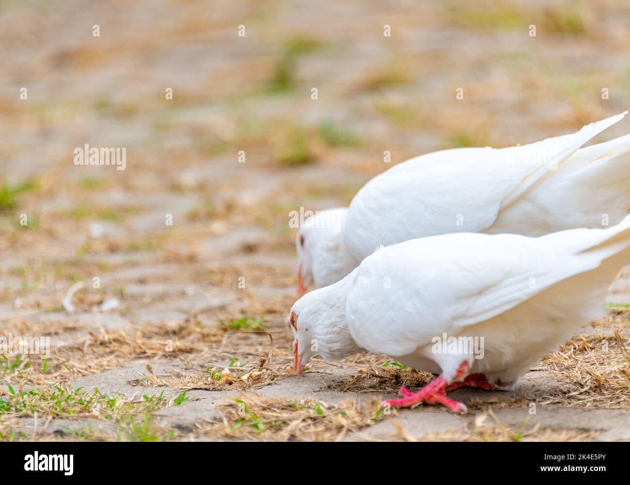 Beautiful white doves on the ground Stock Photo - Alamy