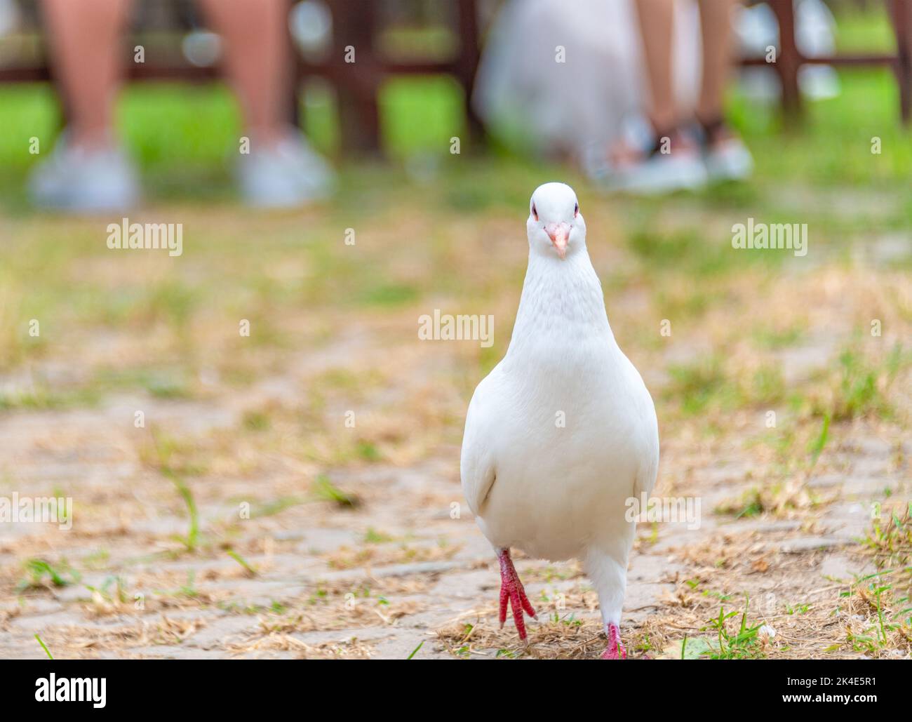 Beautiful white doves on the ground Stock Photo - Alamy