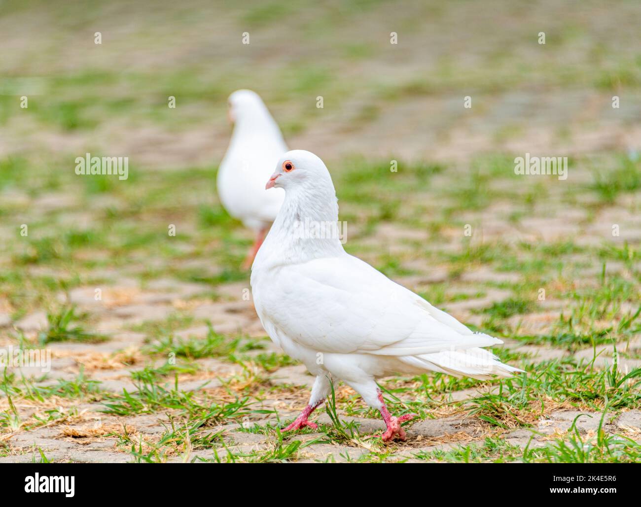 Beautiful white doves on the ground Stock Photo - Alamy