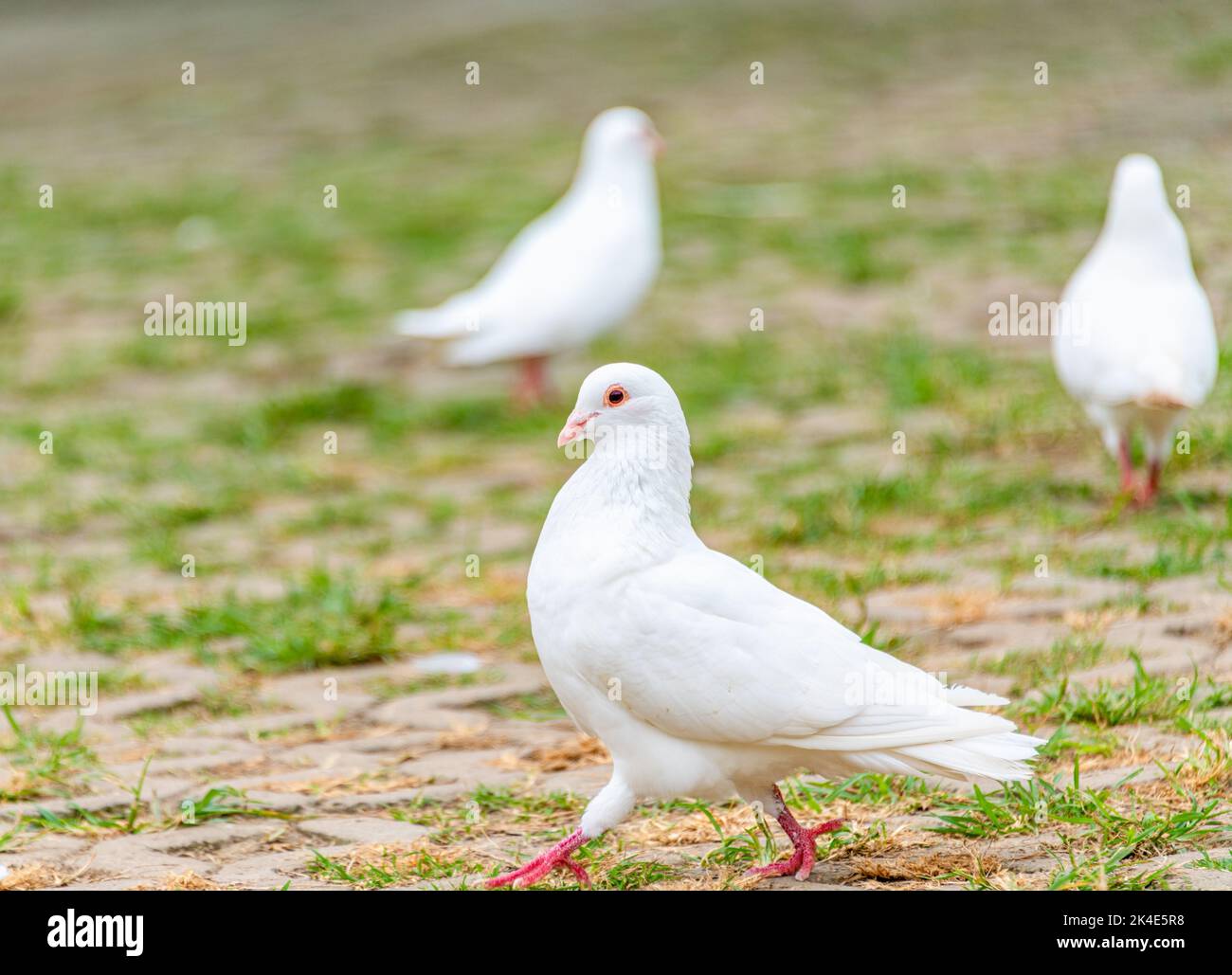Beautiful white doves on the ground Stock Photo - Alamy