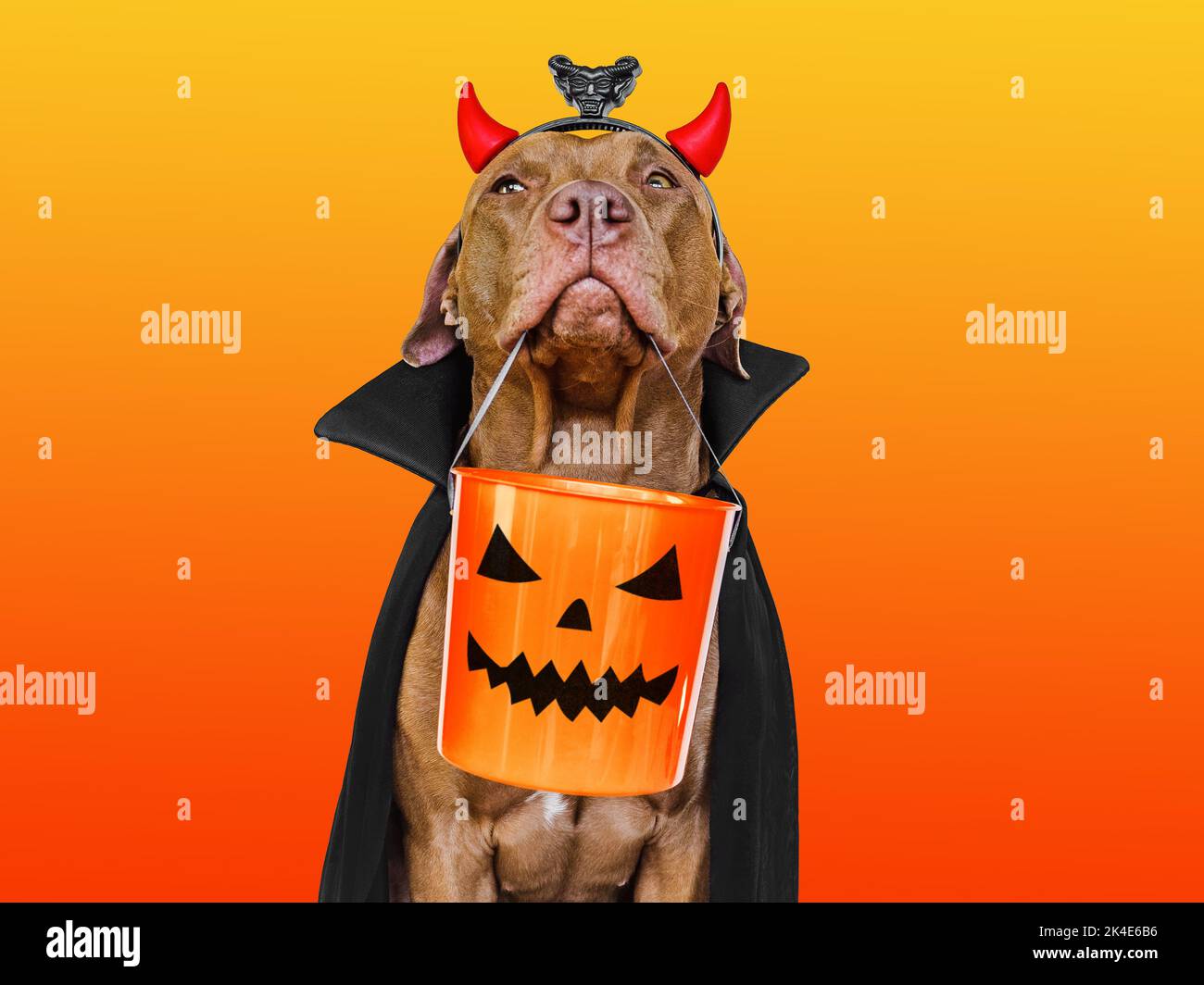 Charming, lovable brown dog and Count Dracula costume. Bright ...