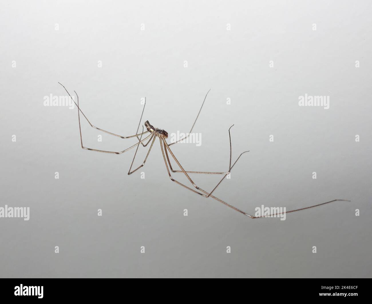 Pholcidae also known as Cellar spider on the white wall Stock Photo - Alamy