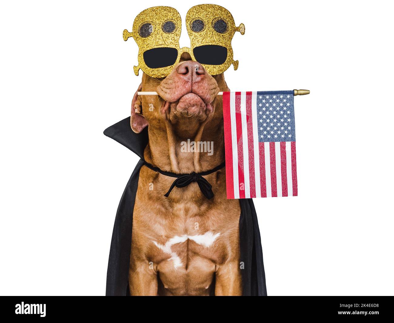 Charming, lovable brown dog holding American flag in his mouth and ...