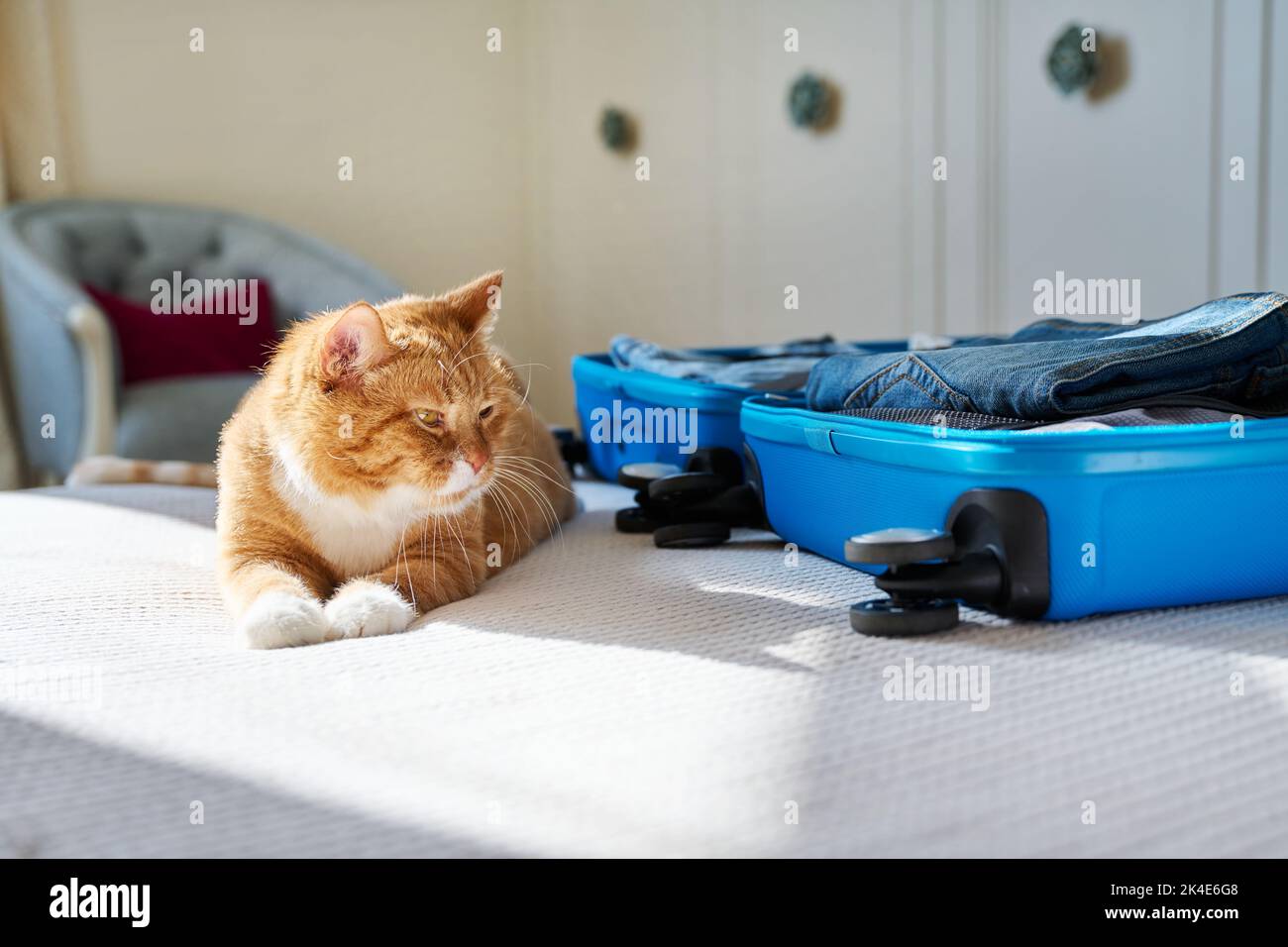 Open suitcase cat hi-res stock photography and images - Alamy