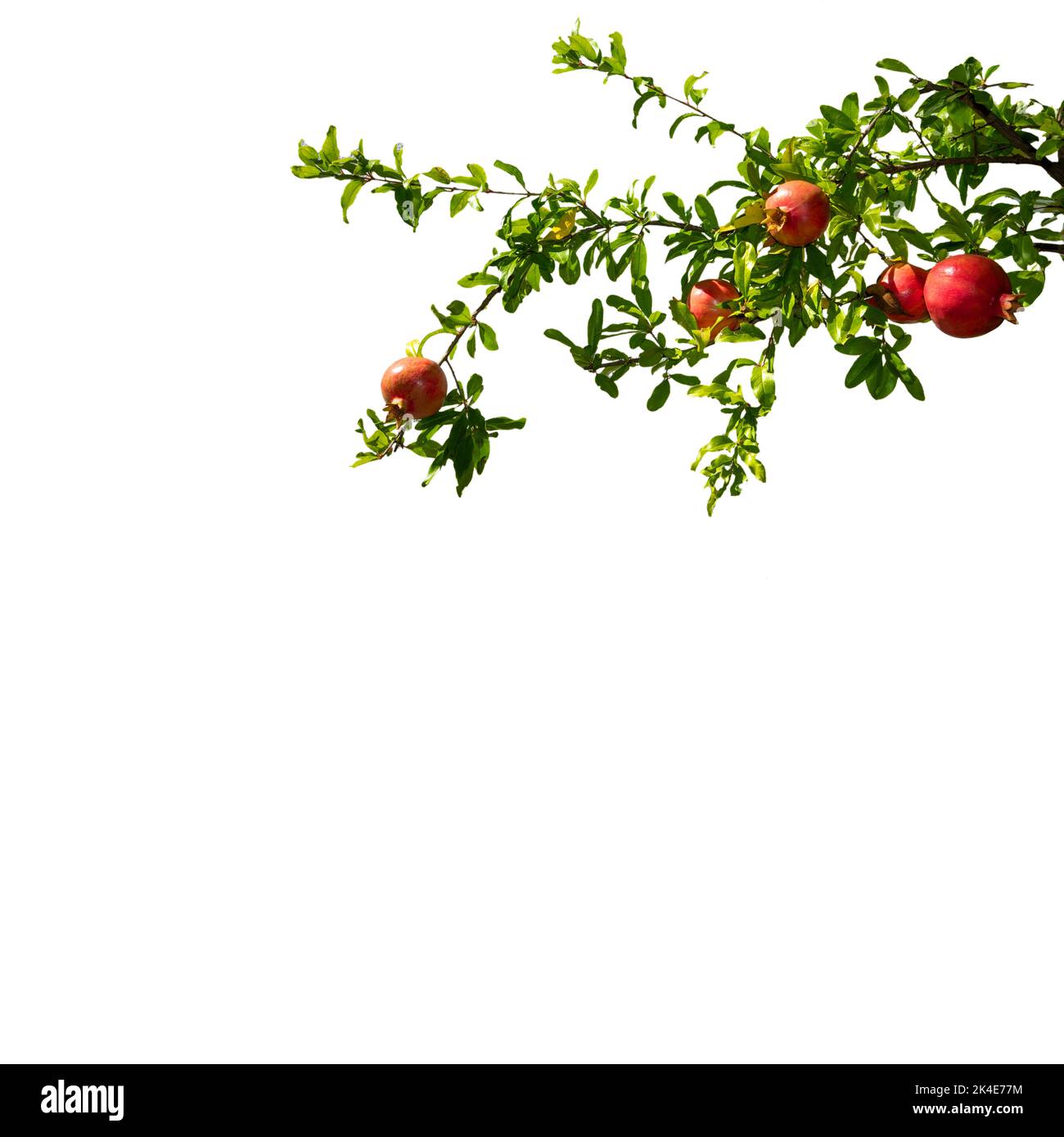 Pomegranate branch with red pomegranates isolated on white, copy space ...