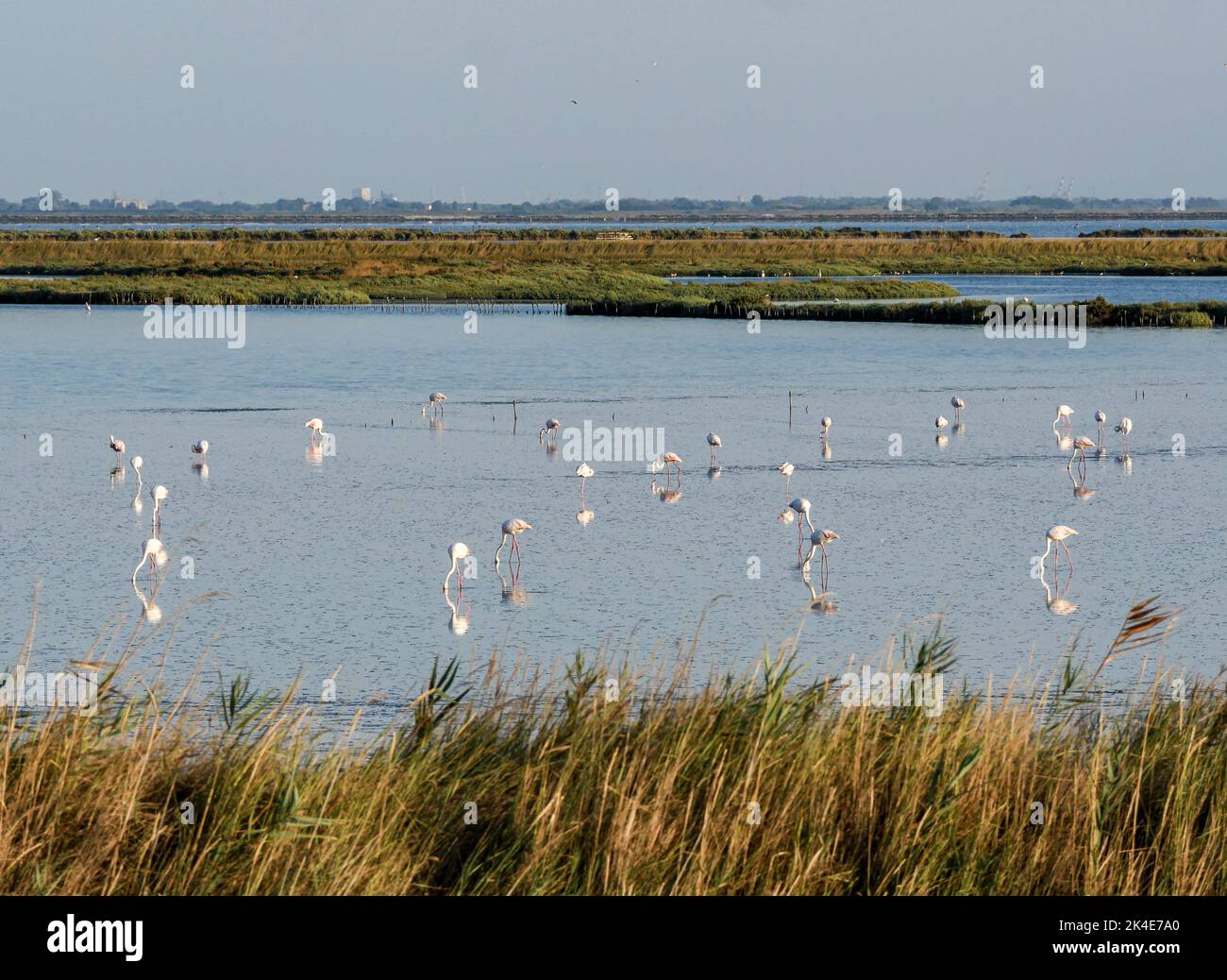 Comacchio flamingo hi-res stock photography and images - Alamy