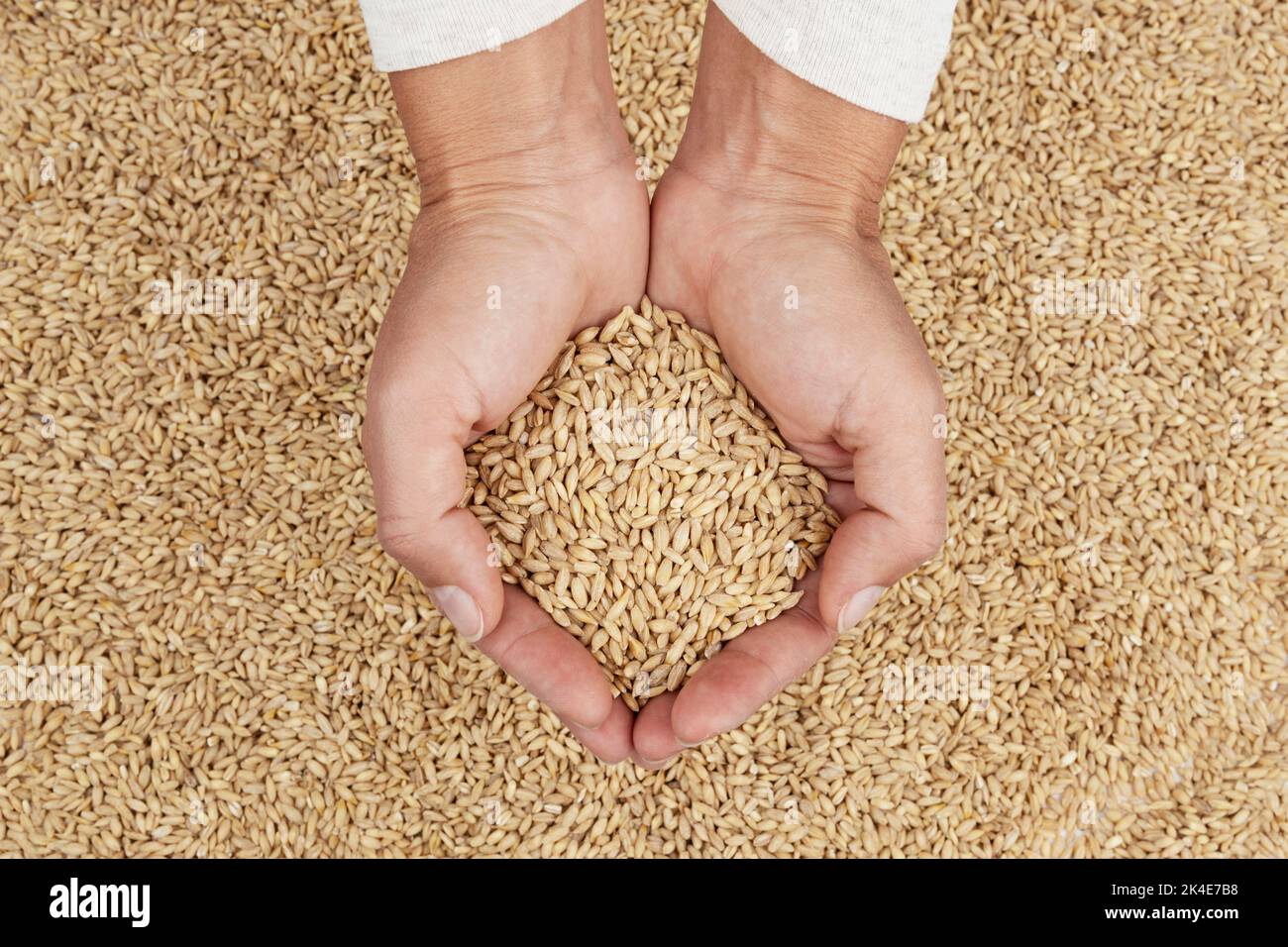 Hands holding grain, a symbol of wellness in the food crisis times ...