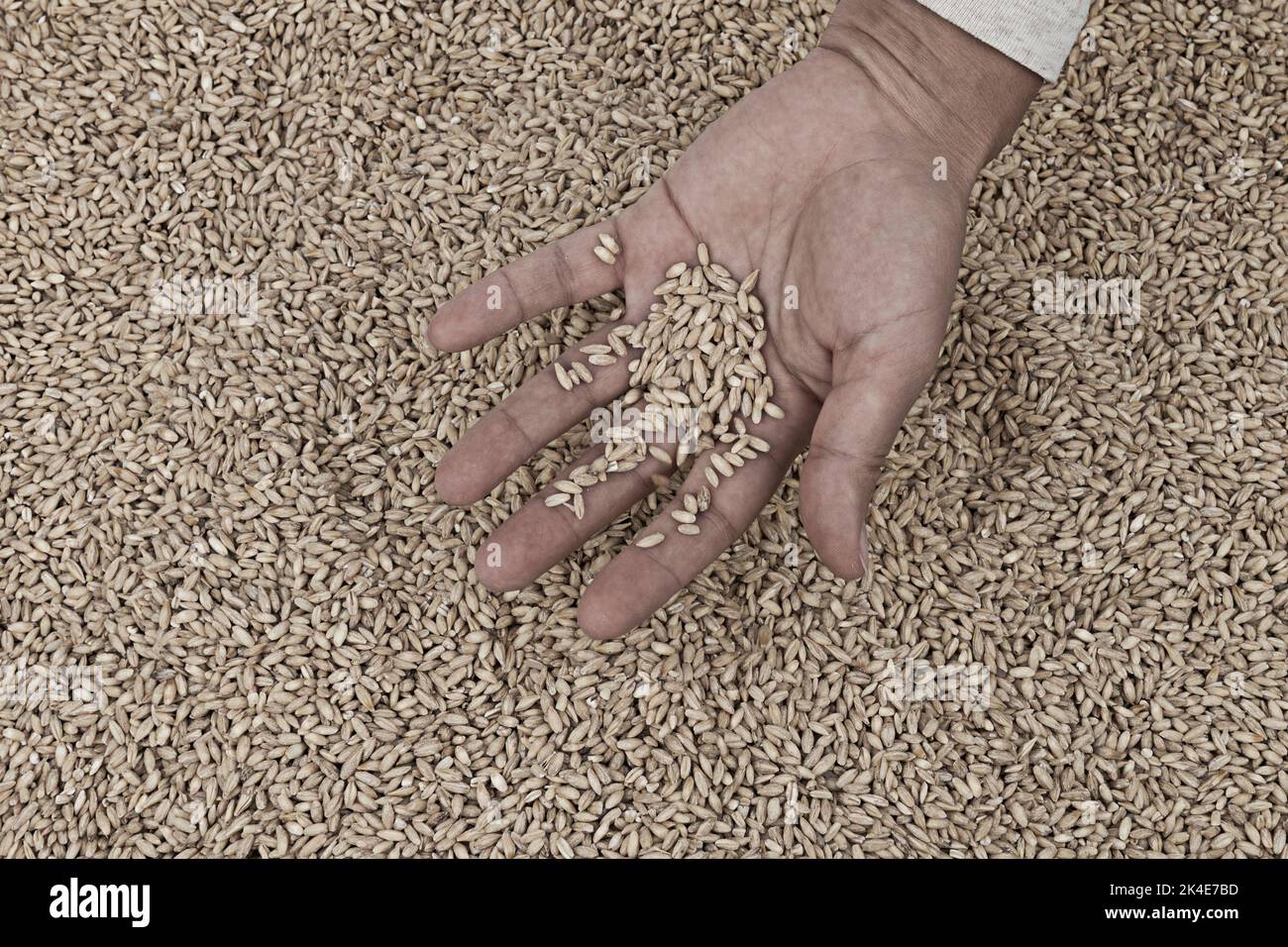 Wheat grain and human hand, desaturated dramatic image, a food crisis ...