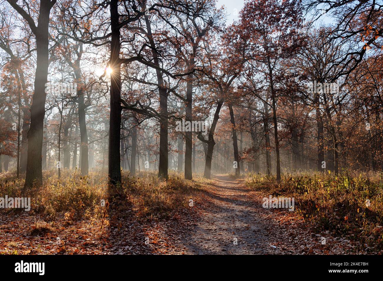 Fall scene in an old park with oak trees, beautiful misty morning and ...