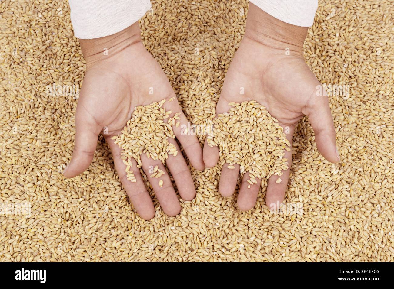 Hands with wheat on the grain background, high key Stock Photo - Alamy