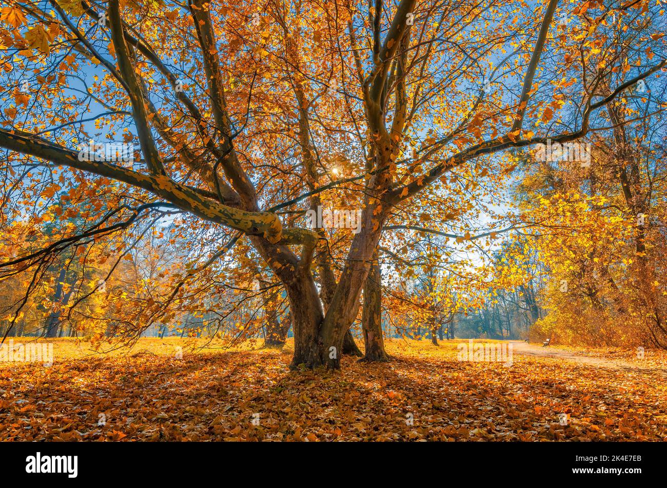 Golden autumn in the park. Bright autumn sun shining through the ...