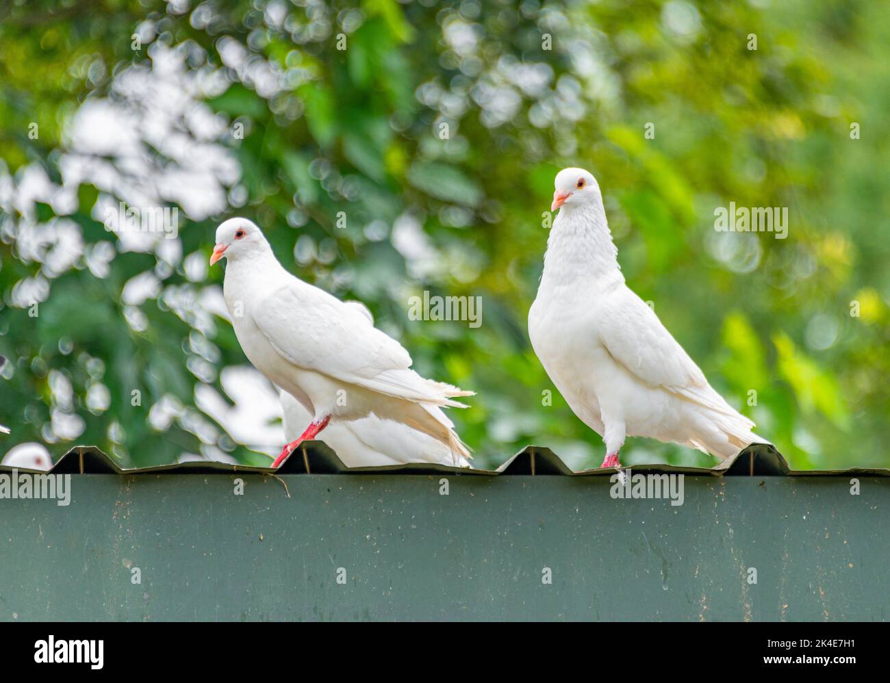 A group of beautiful pigeons in a safari park Stock Photo - Alamy