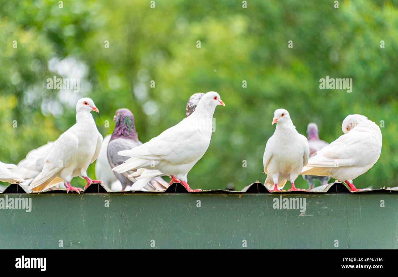 A group of beautiful pigeons in a safari park Stock Photo - Alamy