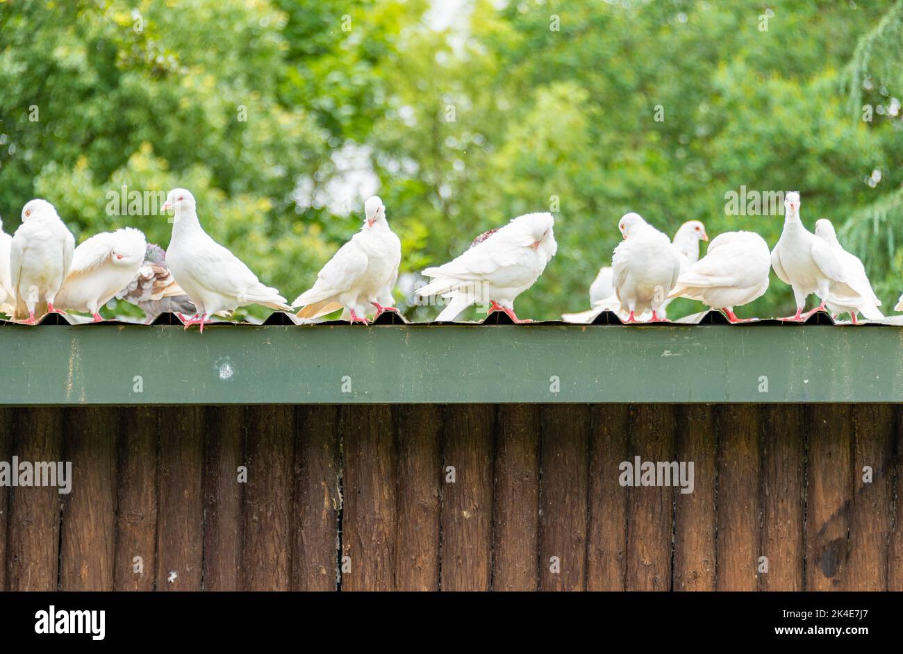 A group of beautiful pigeons in a safari park Stock Photo - Alamy