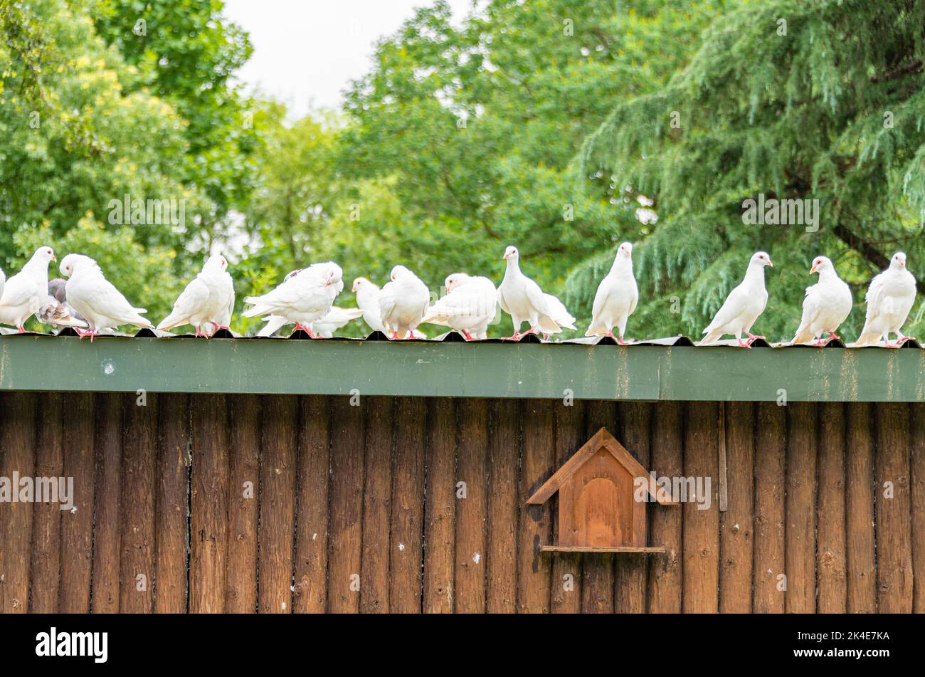 A group of beautiful pigeons in a safari park Stock Photo - Alamy