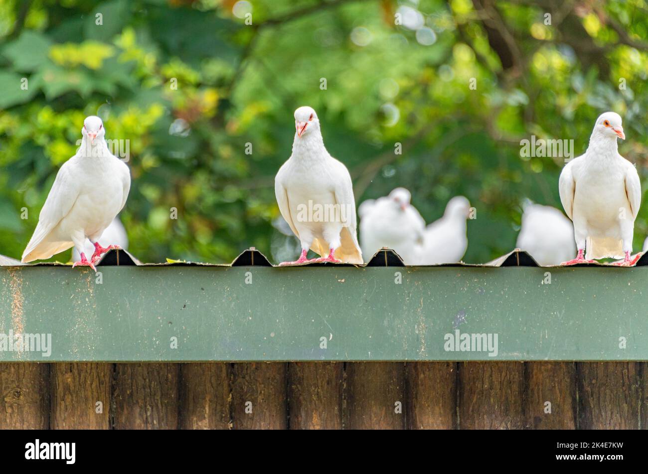 A group of beautiful pigeons in a safari park Stock Photo - Alamy