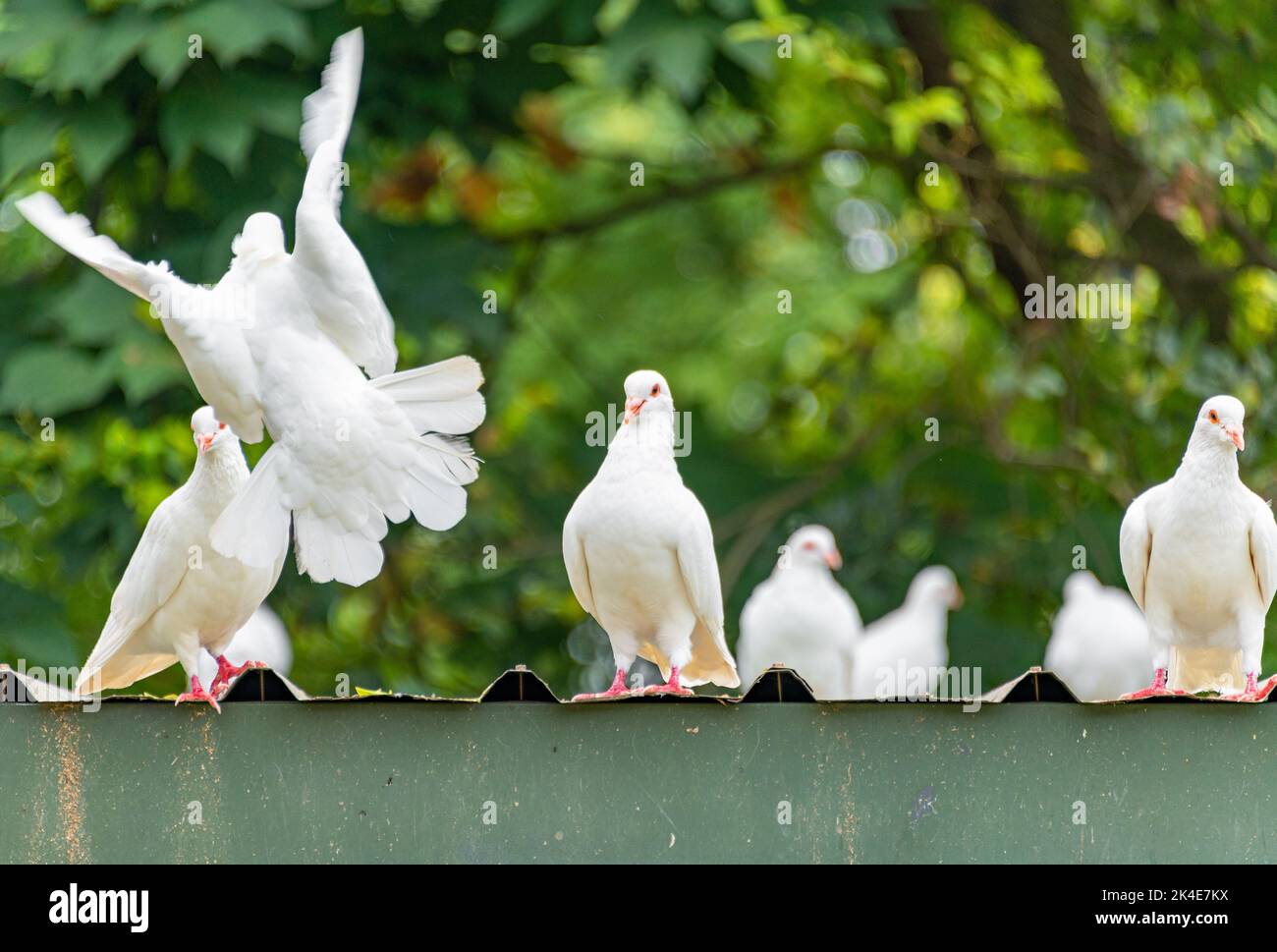 A group of beautiful pigeons in a safari park Stock Photo - Alamy