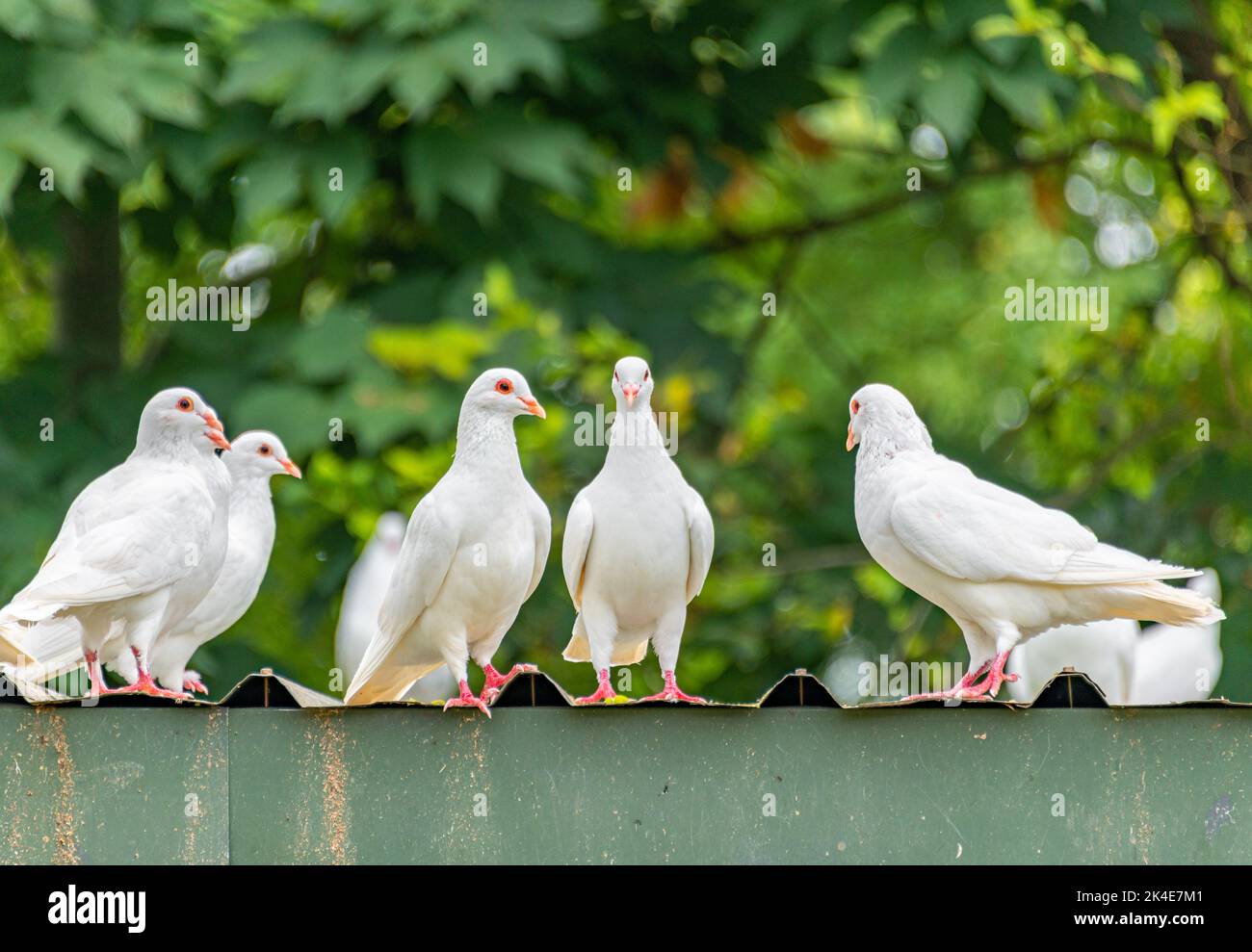 A group of beautiful pigeons in a safari park Stock Photo - Alamy