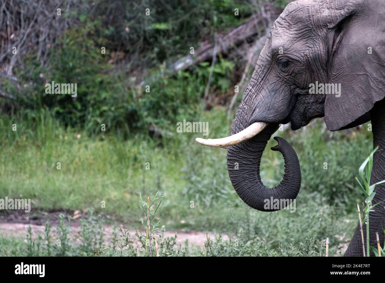 Enormous elephant hi-res stock photography and images - Alamy