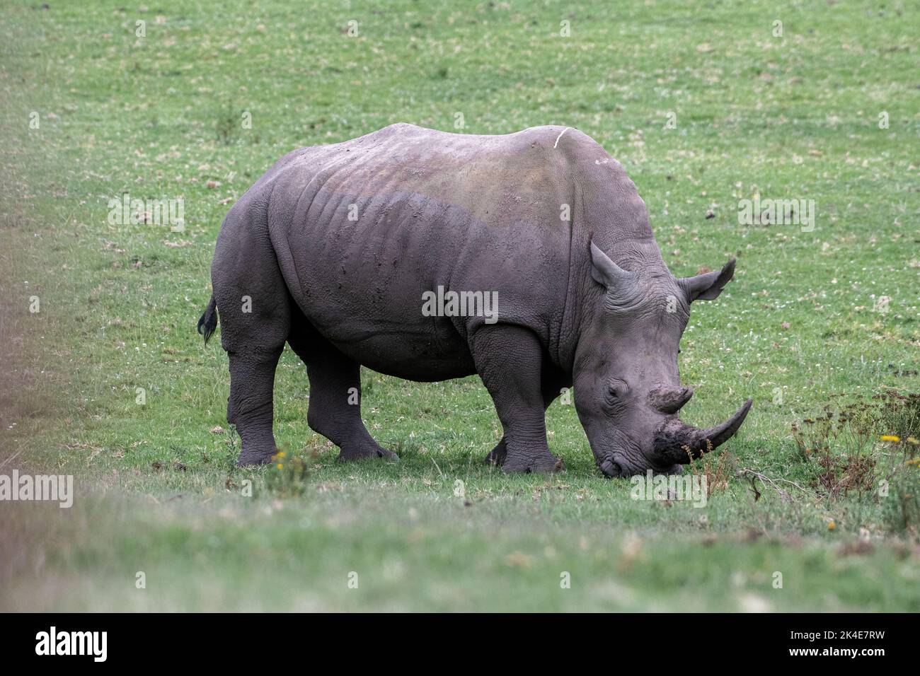 Closeup shot of an old rhino - rhinoceros Stock Photo - Alamy