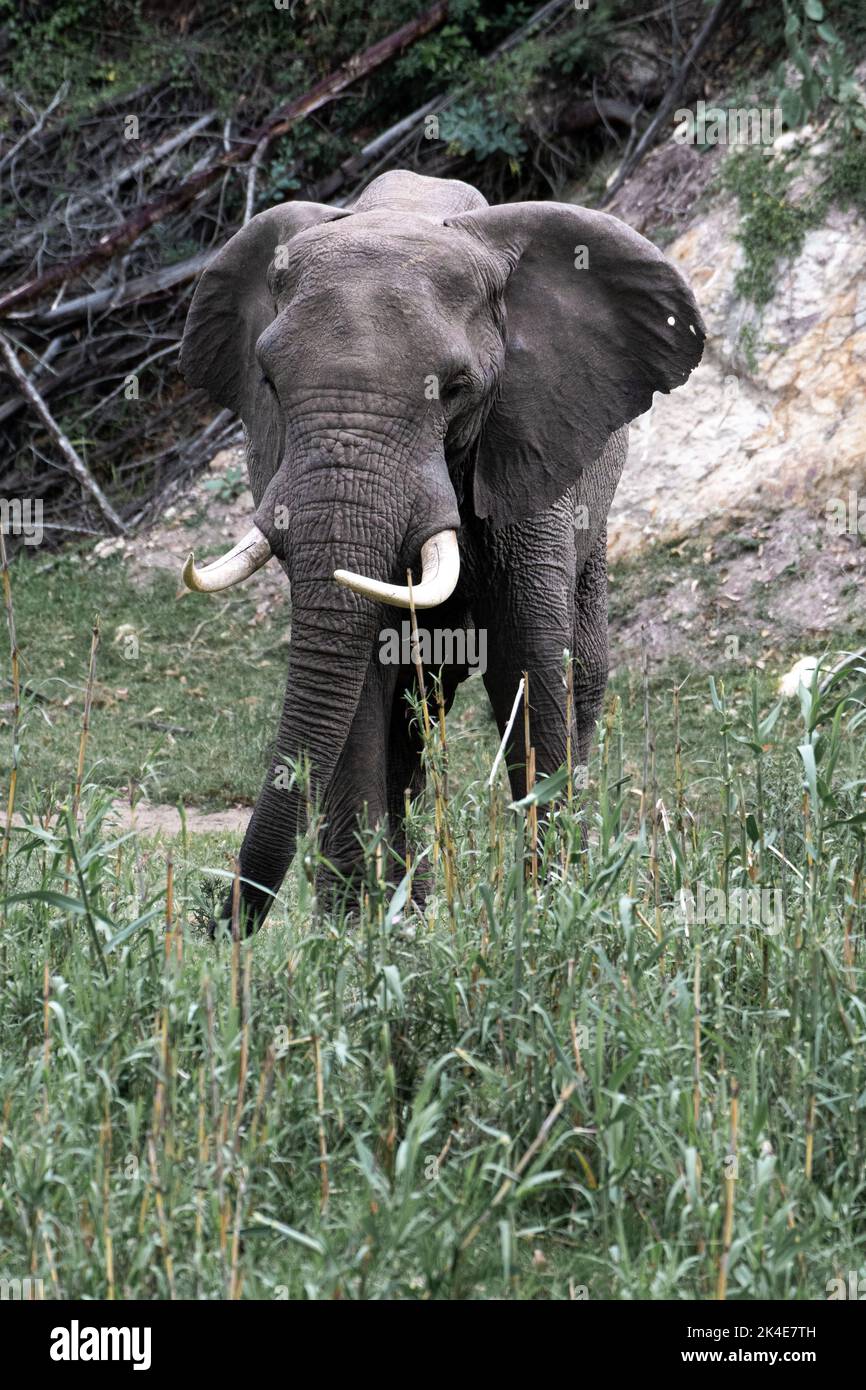Enormous elephant hi-res stock photography and images - Alamy