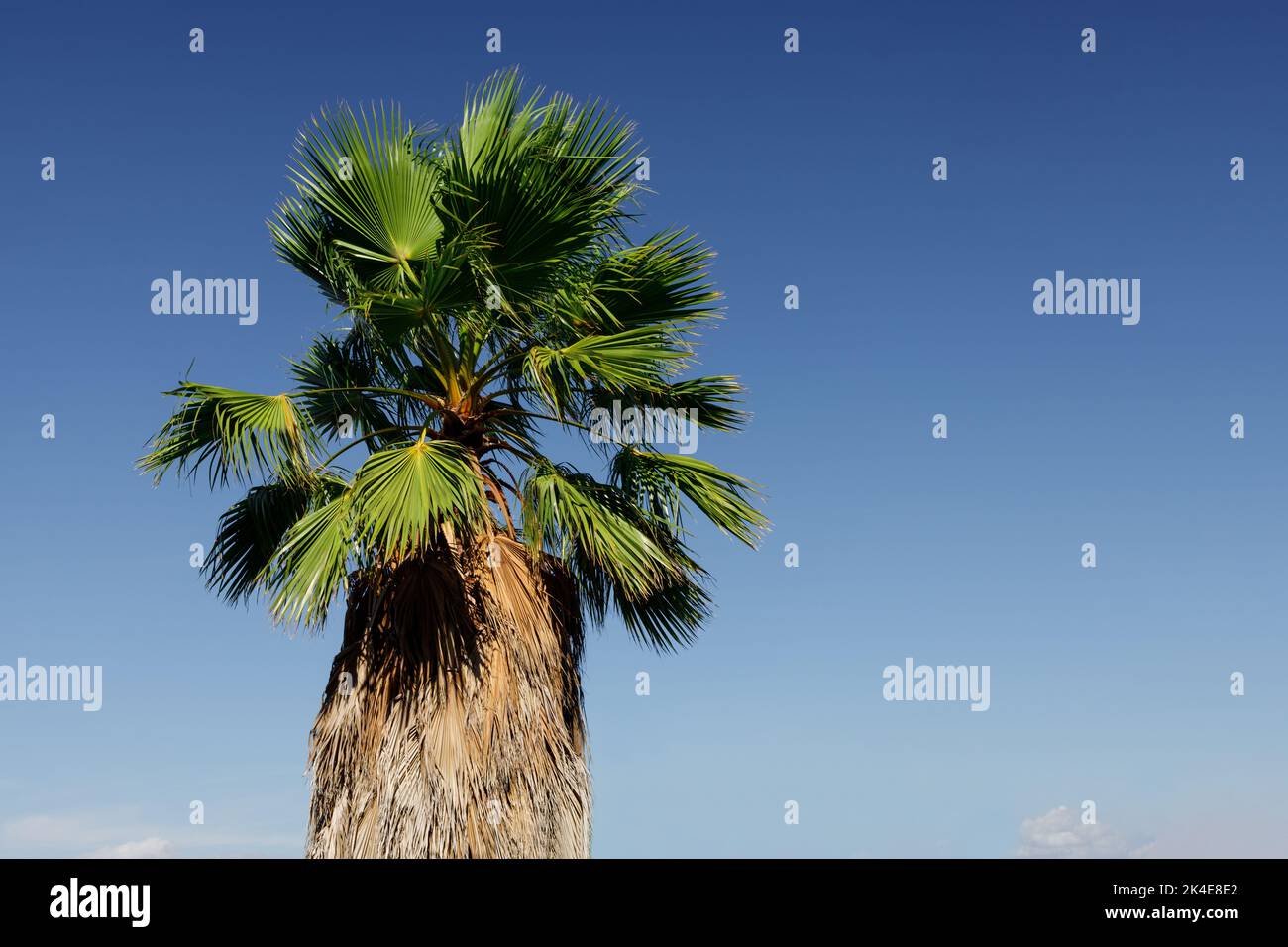 Sabal palm trees on a blue sky background. Copy space Stock Photo - Alamy