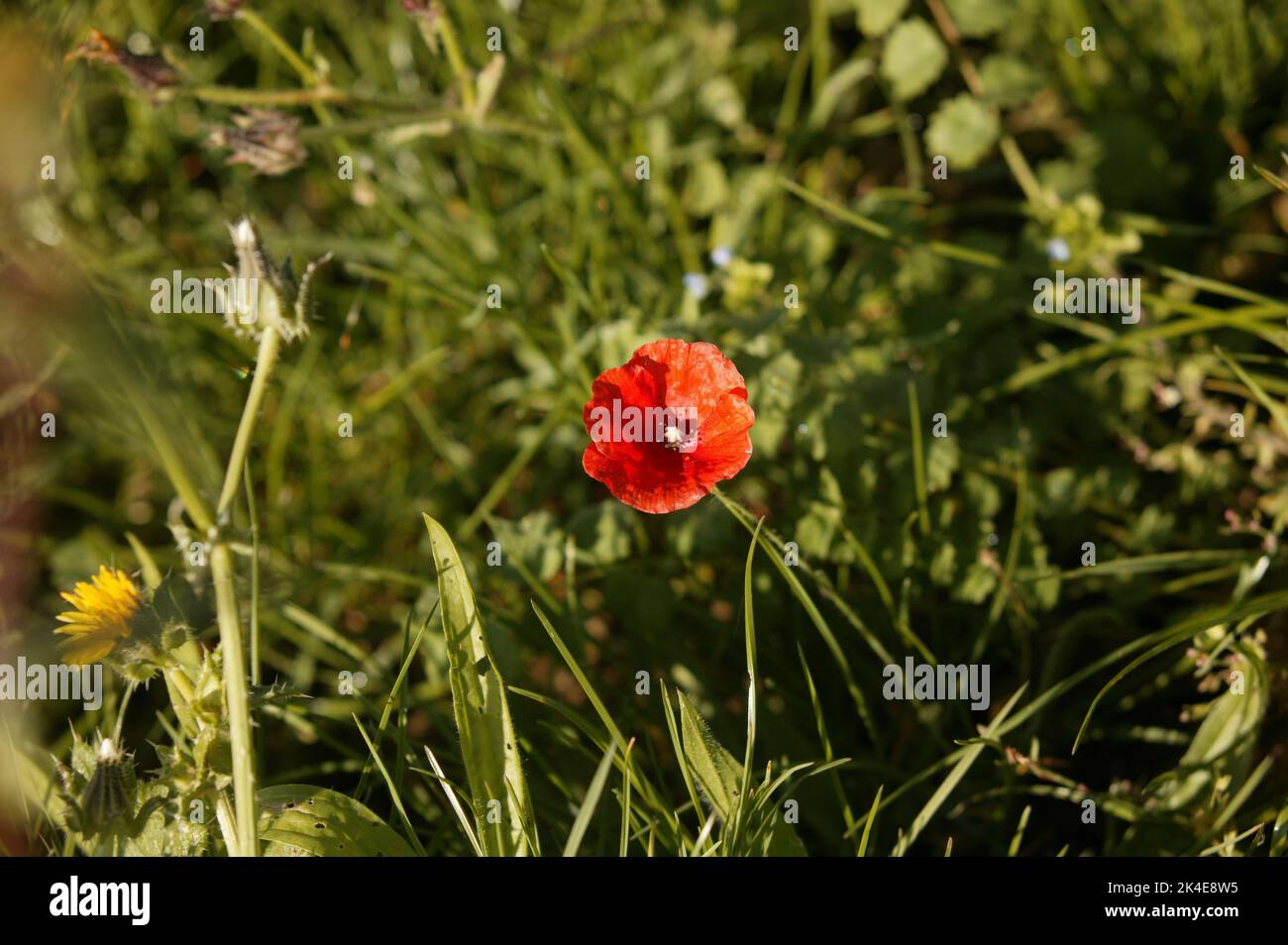 The Common Poppy, Papaver Rhoeas Stock Photo - Alamy