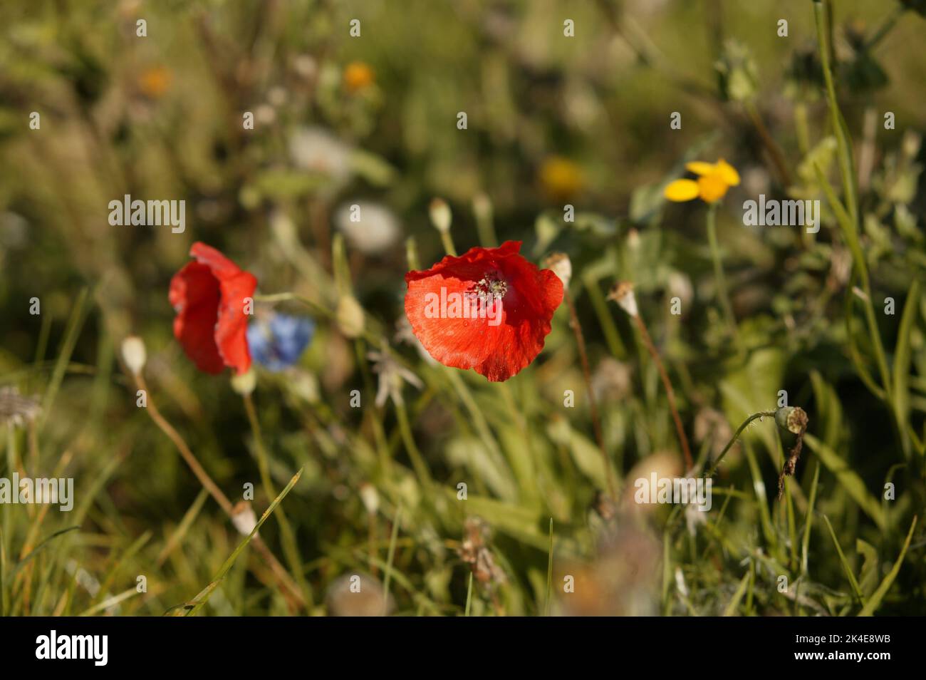 The Common Poppy, Papaver Rhoeas Stock Photo - Alamy