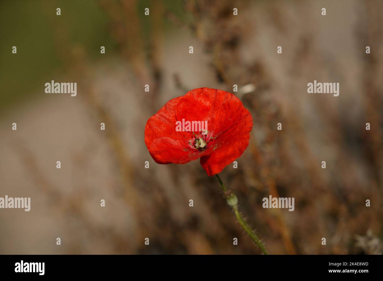 The Common Poppy, Papaver Rhoeas Stock Photo - Alamy