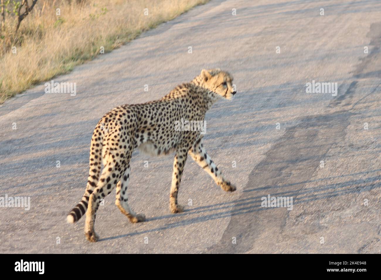 Cheetah on road hi-res stock photography and images - Alamy