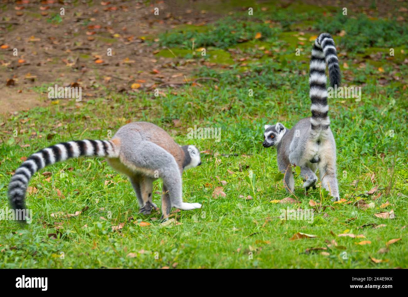 The clever ring -tailed fox monkey in the wild zoo Stock Photo - Alamy