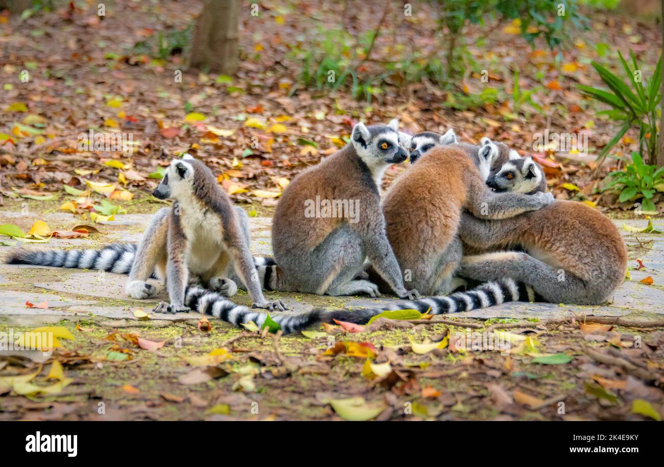 The clever ring -tailed fox monkey in the wild zoo Stock Photo - Alamy