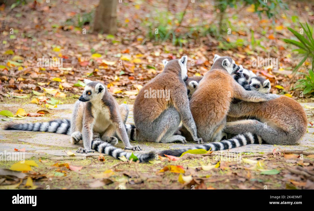 The clever ring -tailed fox monkey in the wild zoo Stock Photo - Alamy