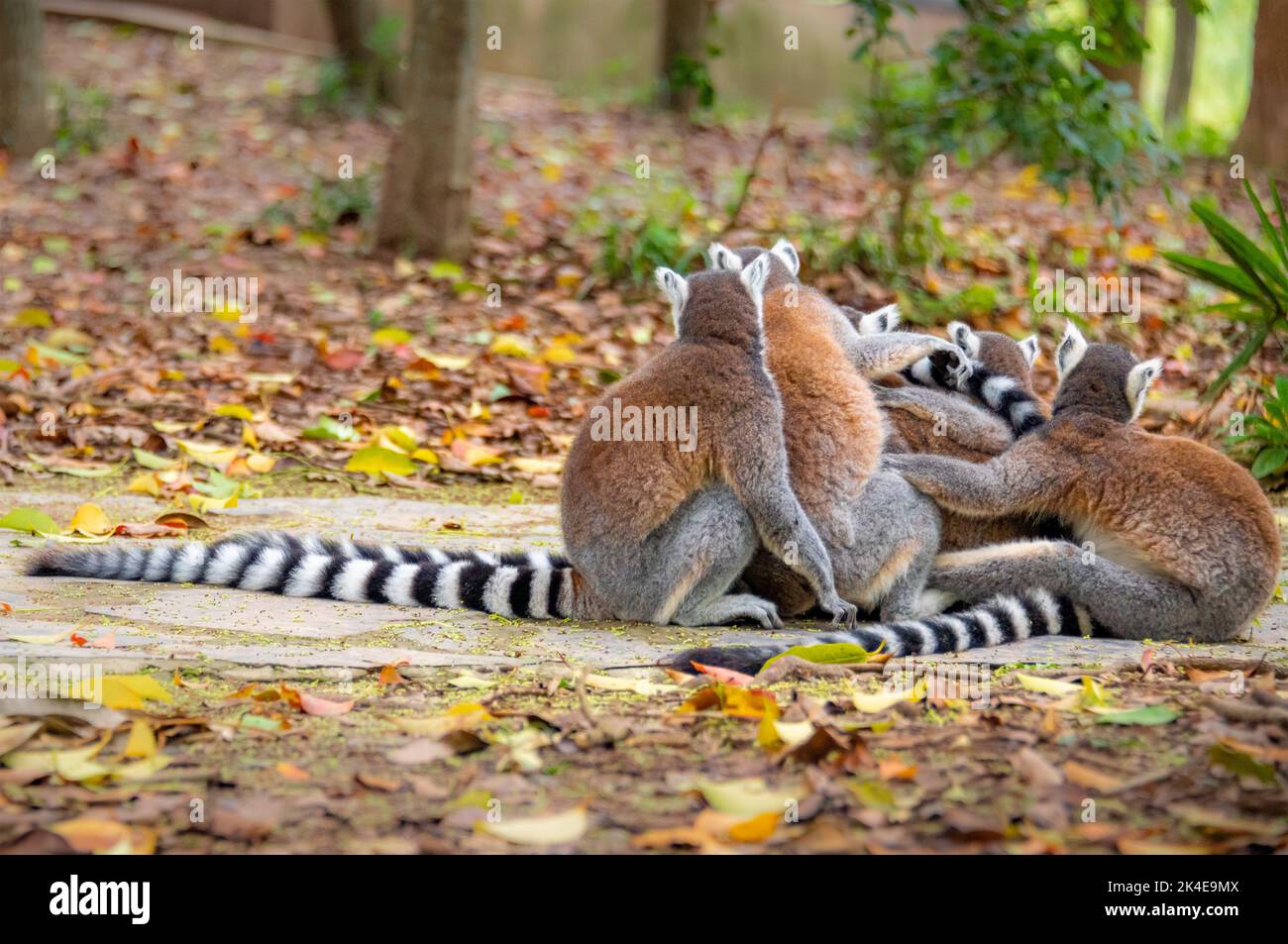 The clever ring -tailed fox monkey in the wild zoo Stock Photo - Alamy