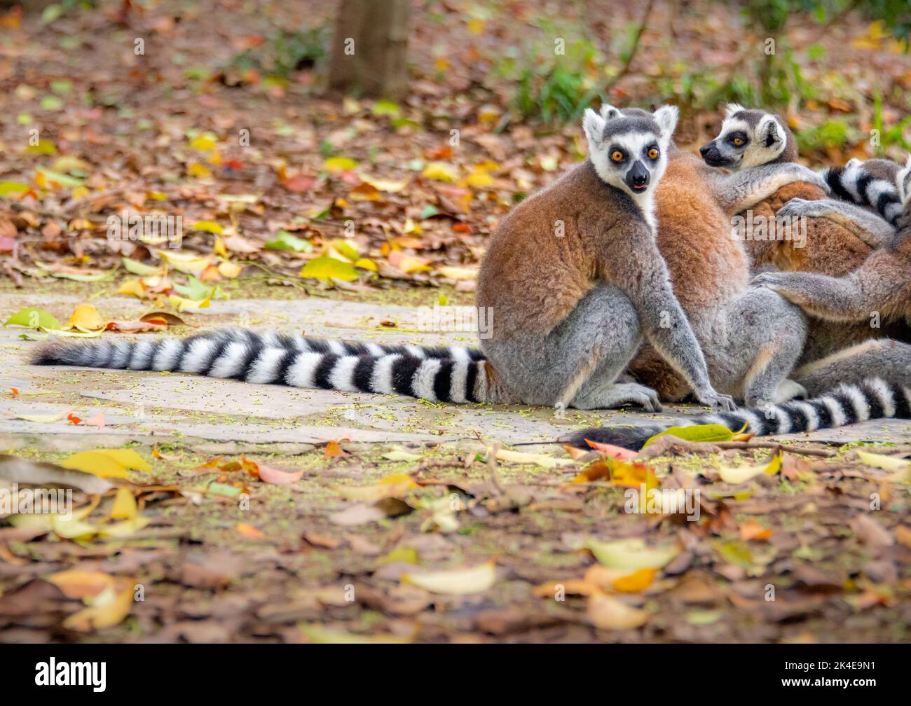 The clever ring -tailed fox monkey in the wild zoo Stock Photo - Alamy