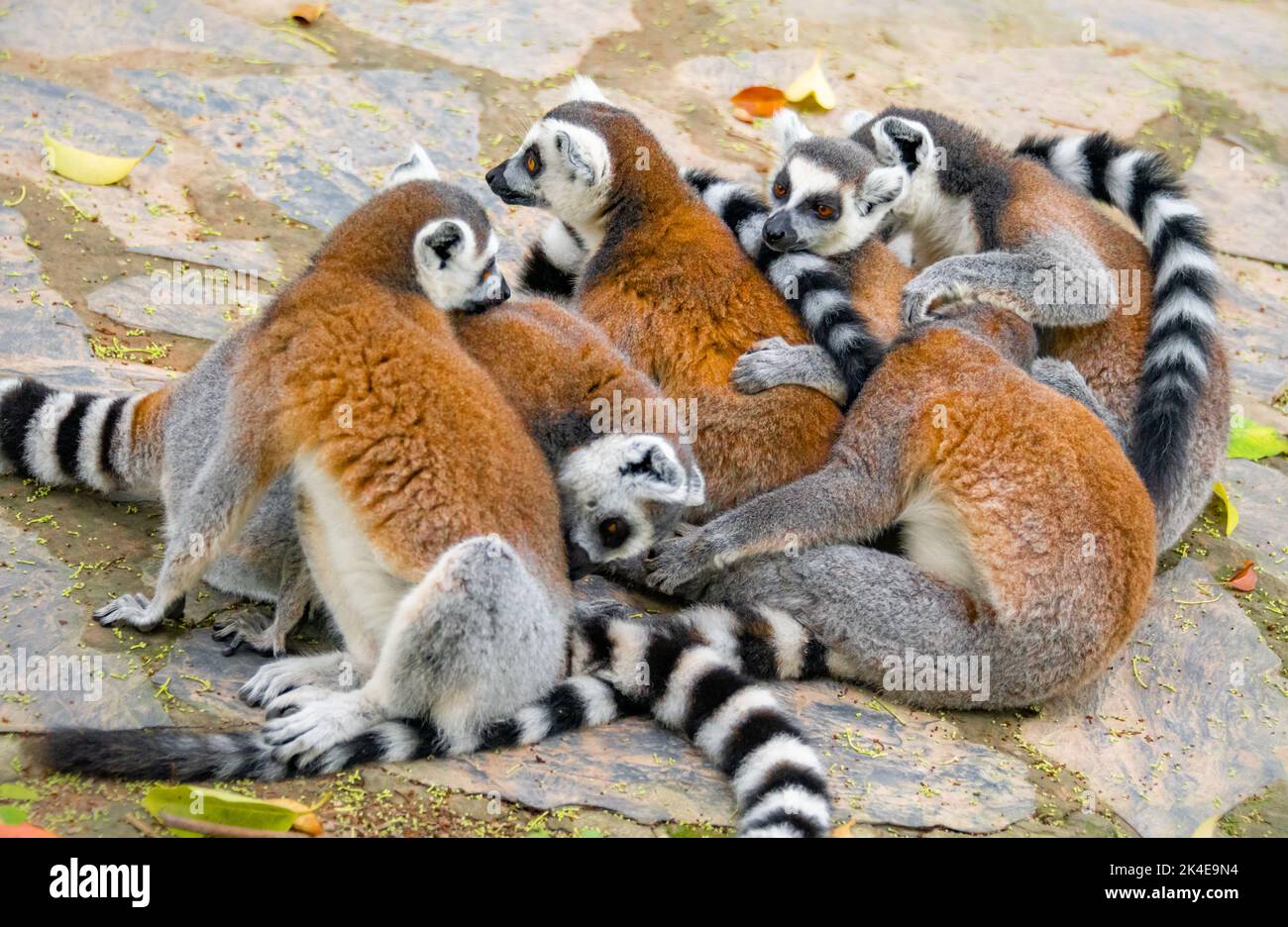 The clever ring -tailed fox monkey in the wild zoo Stock Photo - Alamy