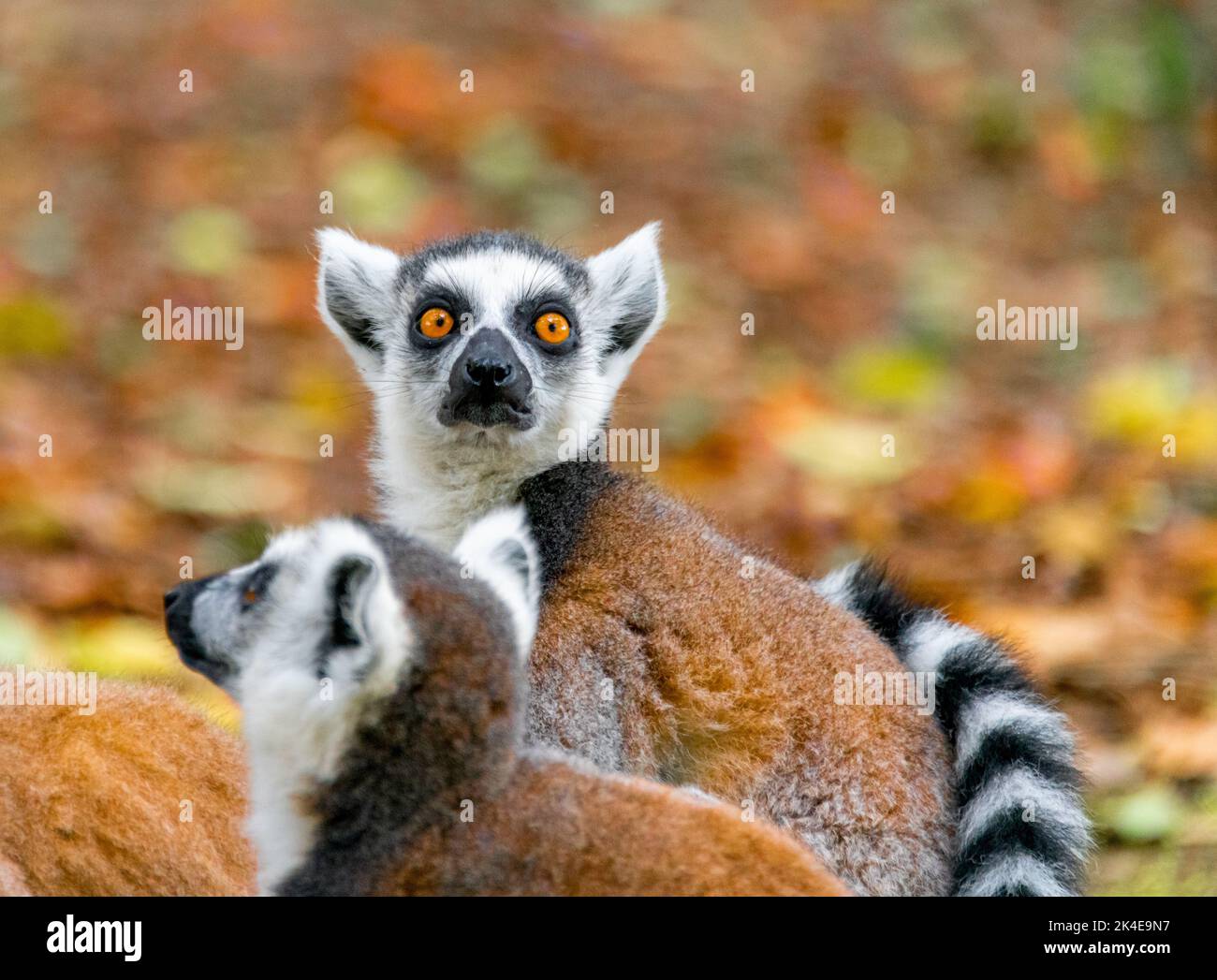 The clever ring -tailed fox monkey in the wild zoo Stock Photo - Alamy