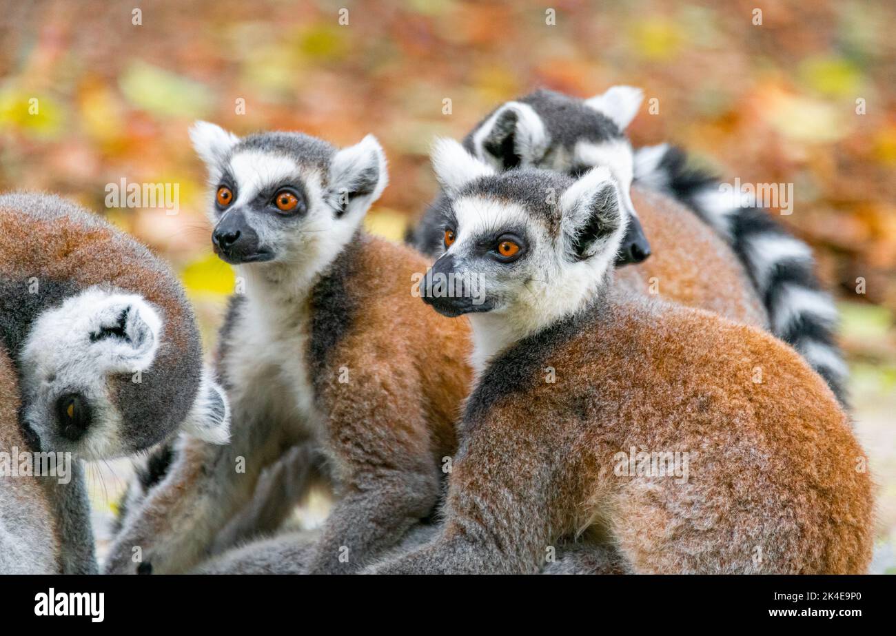 The clever ring -tailed fox monkey in the wild zoo Stock Photo - Alamy