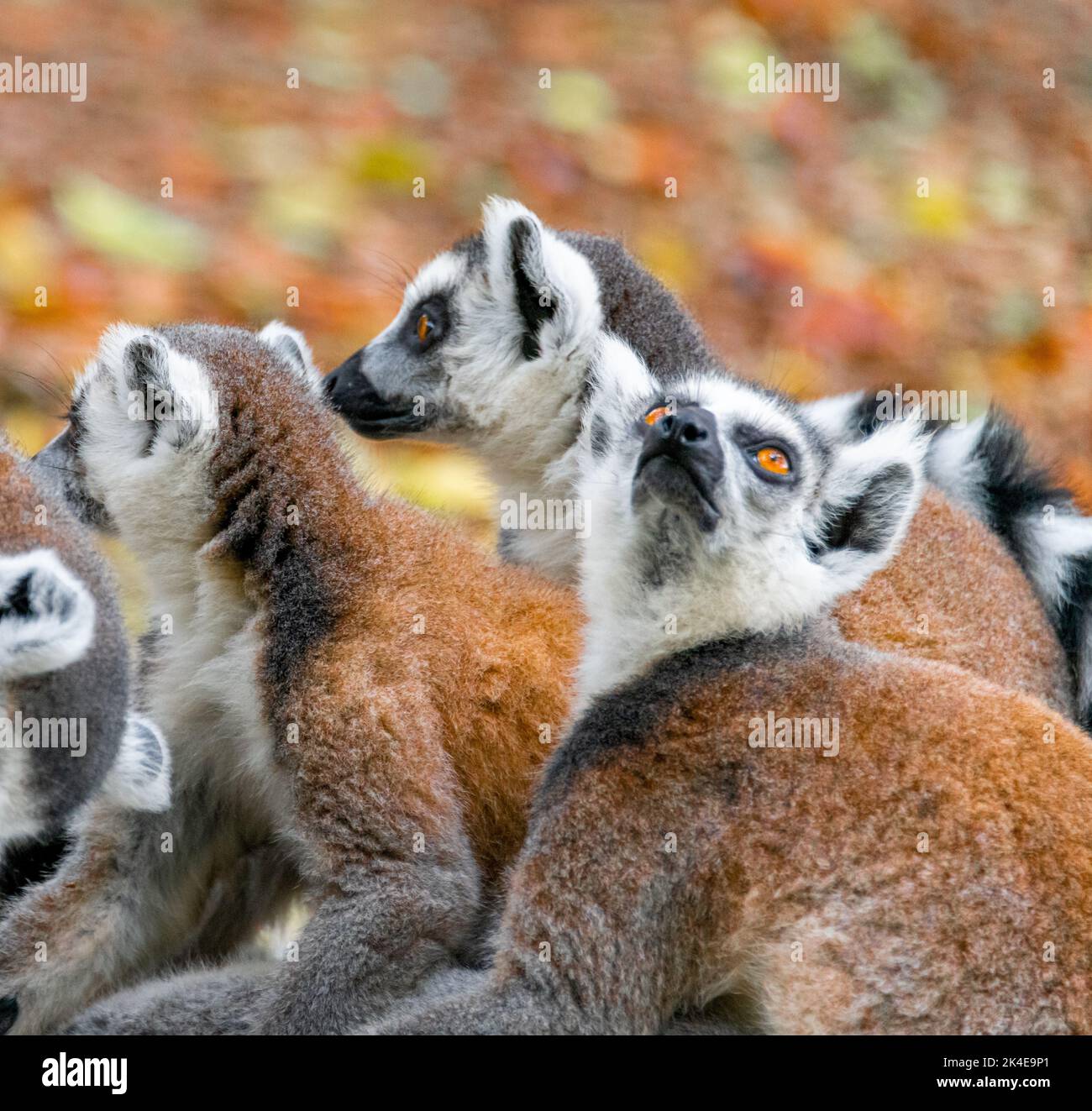 The clever ring -tailed fox monkey in the wild zoo Stock Photo - Alamy