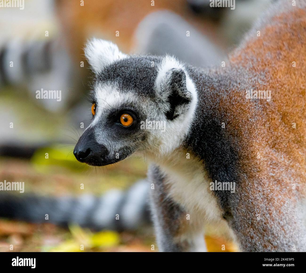 The clever ring -tailed fox monkey in the wild zoo Stock Photo - Alamy