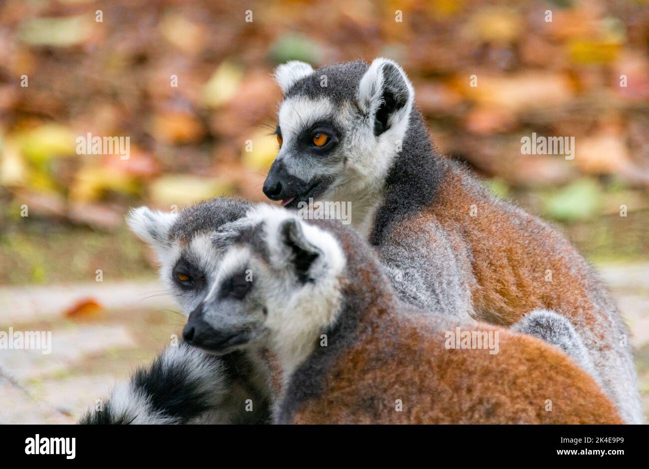 The clever ring -tailed fox monkey in the wild zoo Stock Photo - Alamy