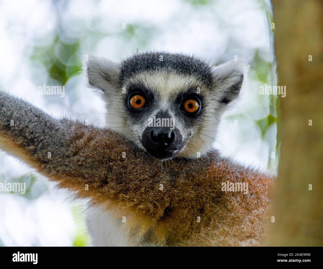 Fox tailed monkey hi-res stock photography and images - Alamy