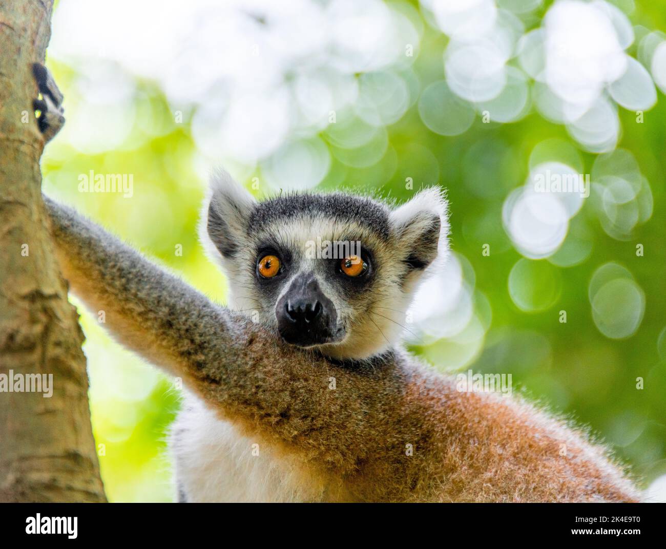 The clever ring -tailed fox monkey in the wild zoo Stock Photo - Alamy
