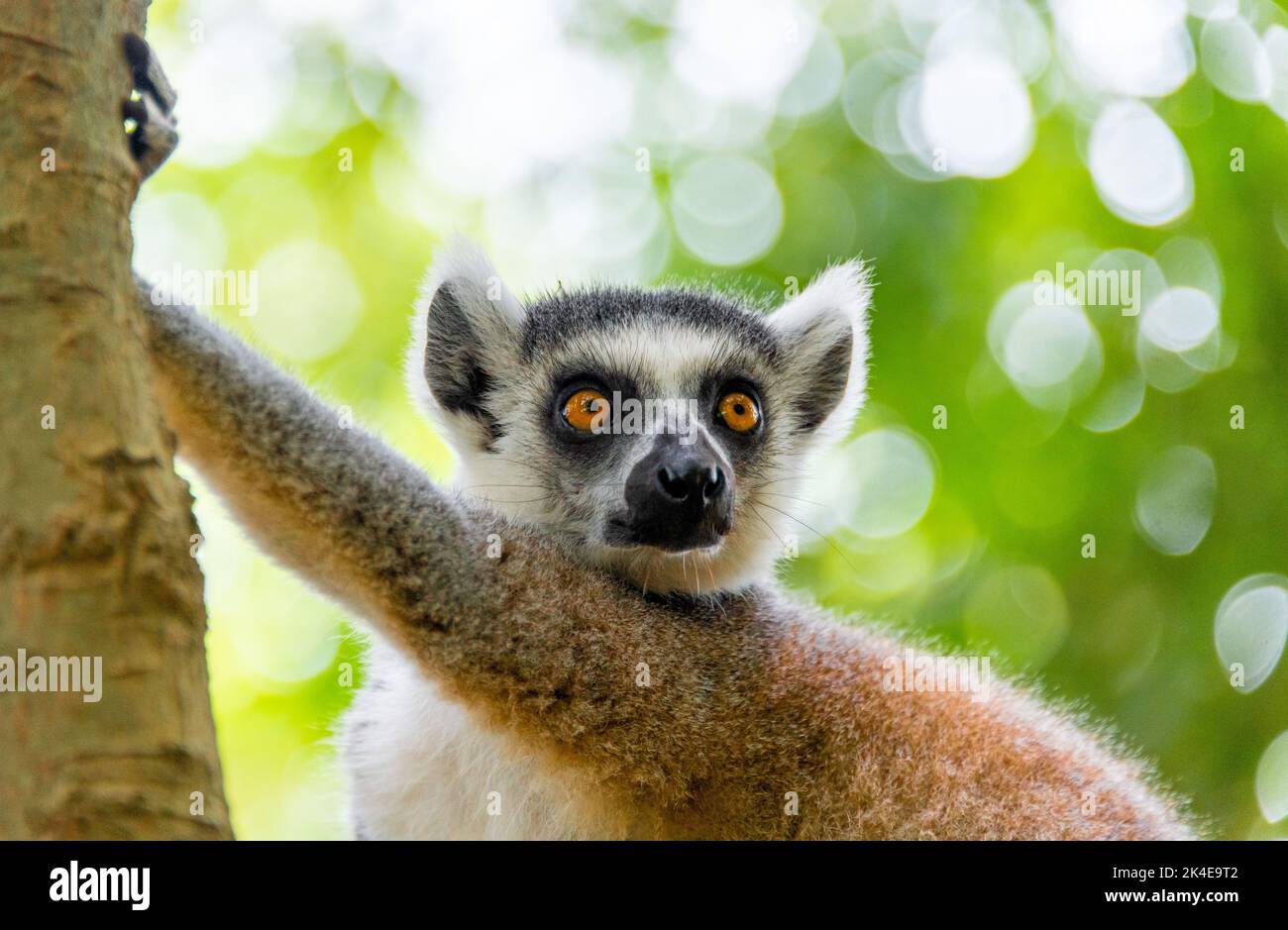 Fox tailed monkey hi-res stock photography and images - Alamy